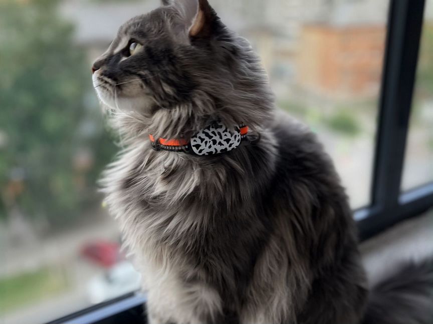 Gps трекер для кошек