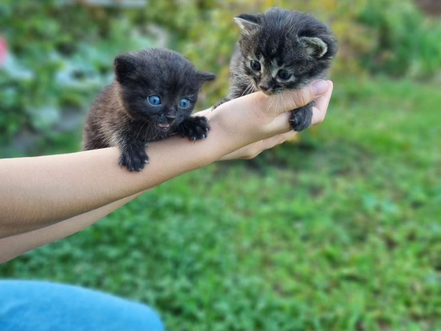 Ищем самых добрых хозяев котятам