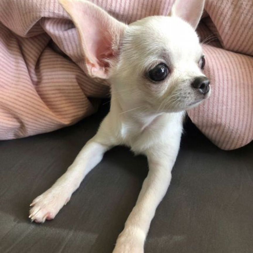 Шикардосик- чихуахуа щенки