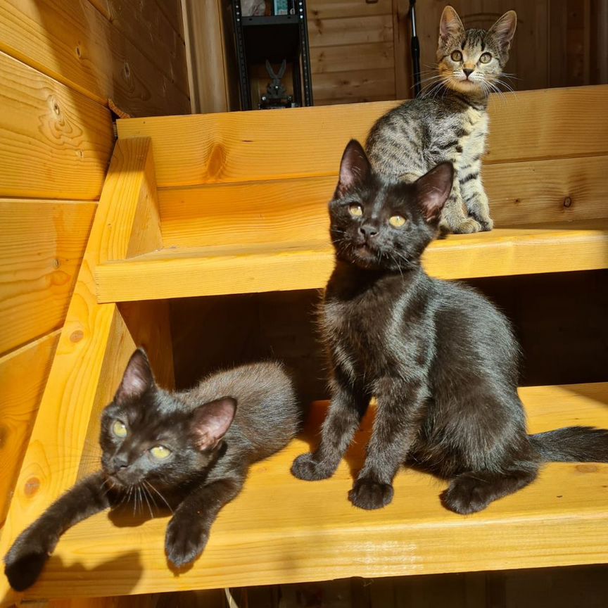 Котята в добрые руки