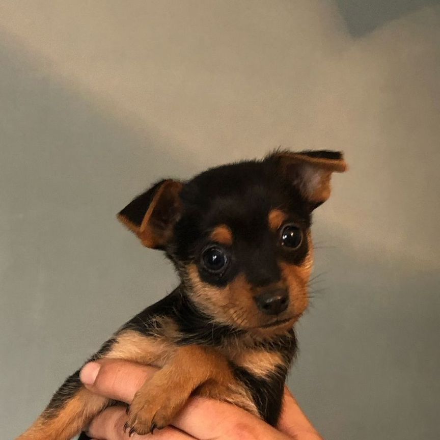 Щенятки ищут добрые руки