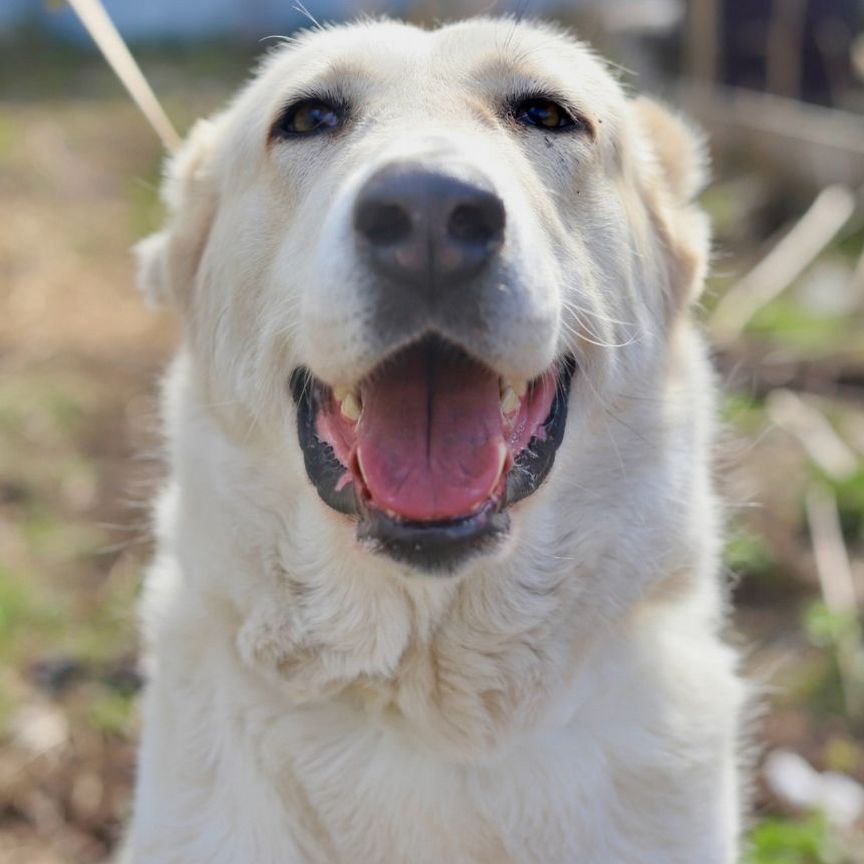 Среднеазиатская овчарка, взрослая собака