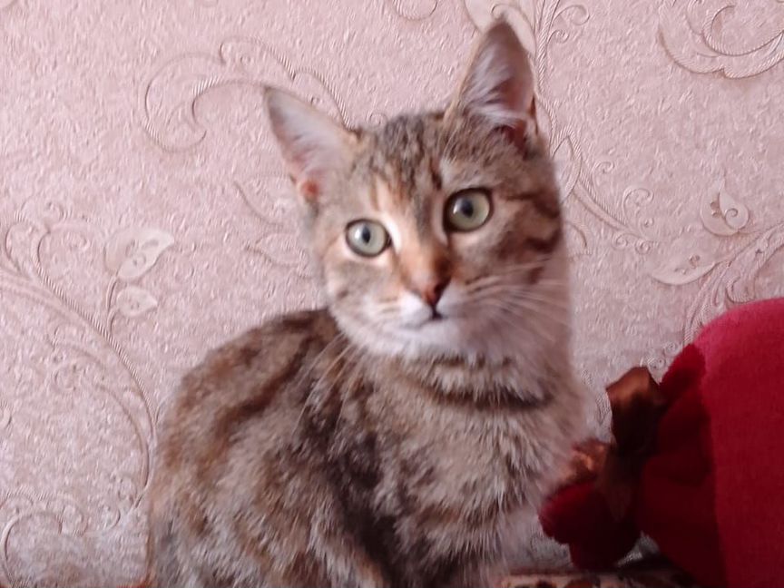 Кошка в дар бесплатно