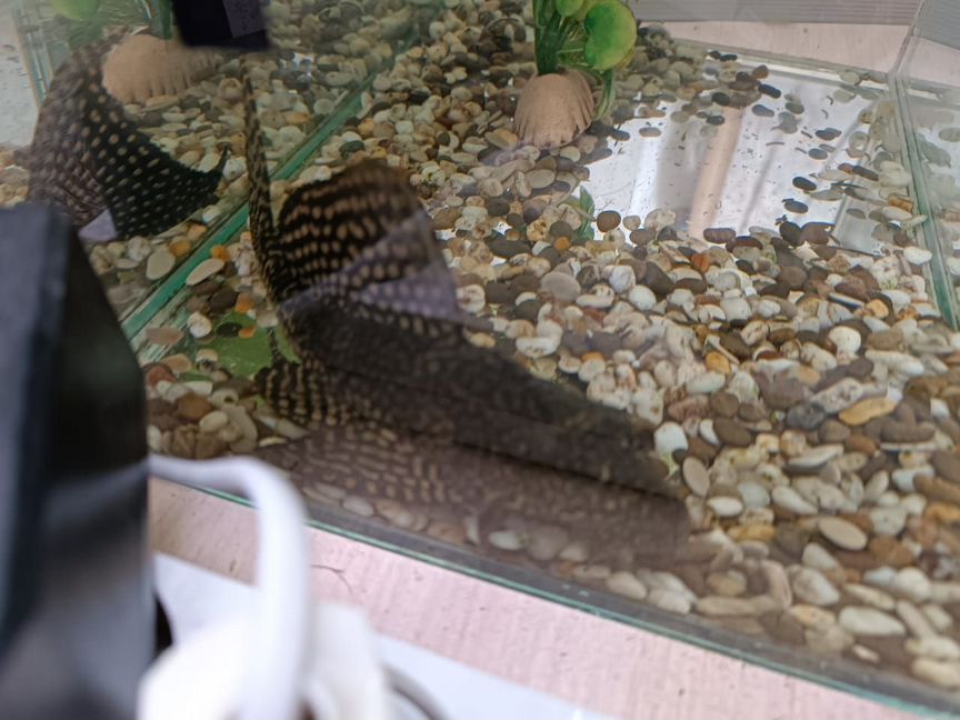 Птеригоплихт