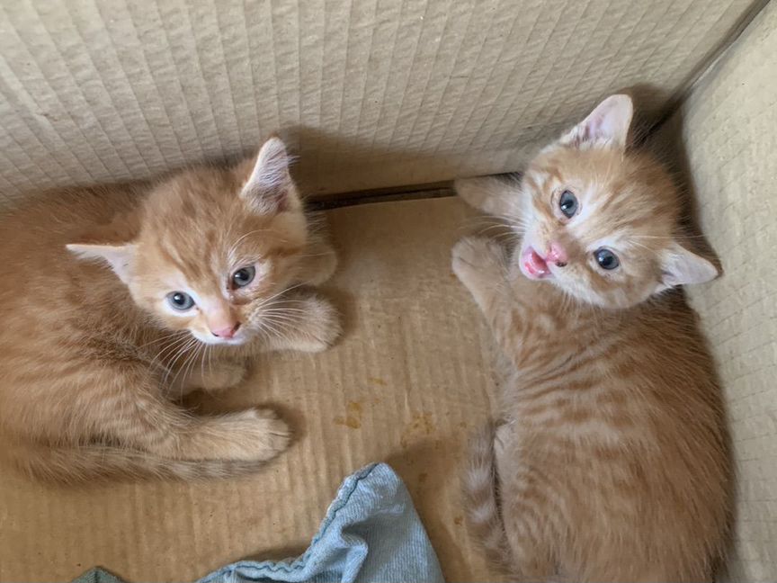 Кошки в добрые руки бесплатно