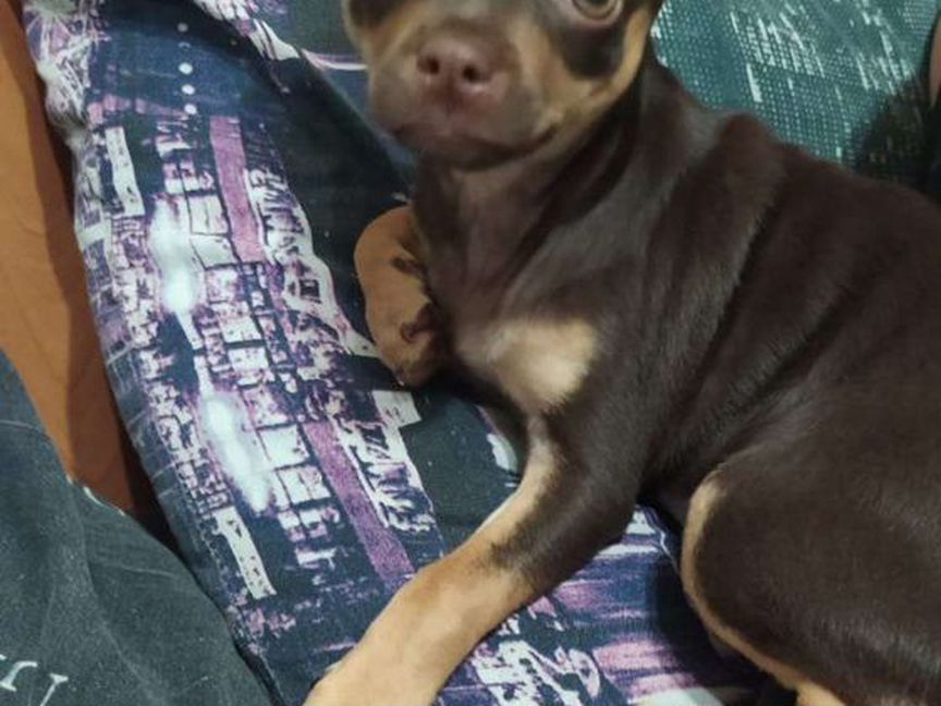 Русский той-терьер вязка