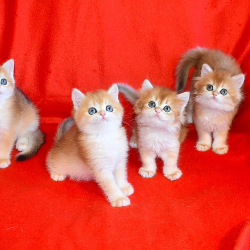 Сплошное очарование