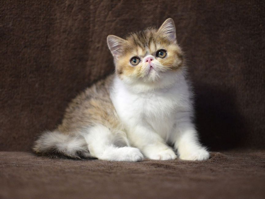 Экзотик- котик)