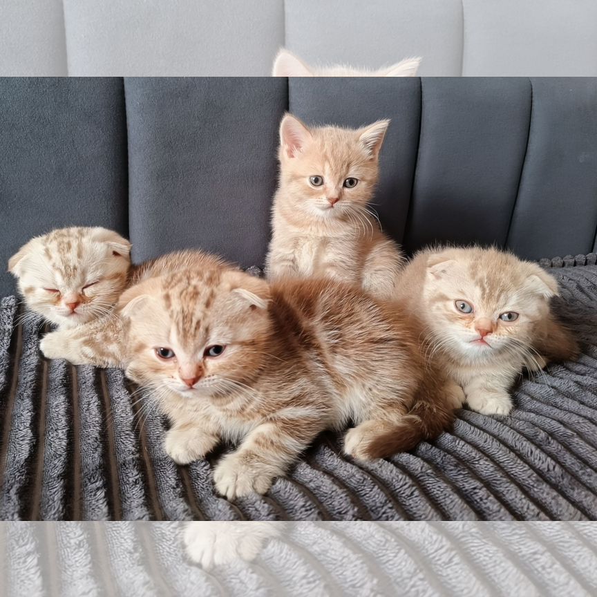 Шотландский вислоухий короткошёрстный котёнок