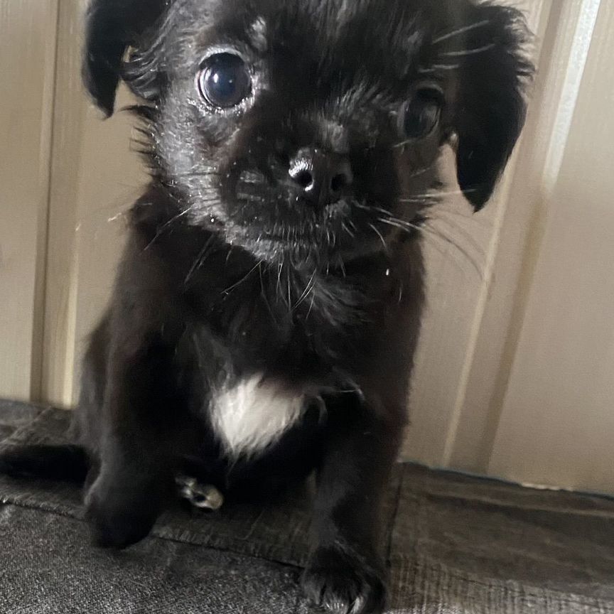 Щенки чихуахуа длинношерстные