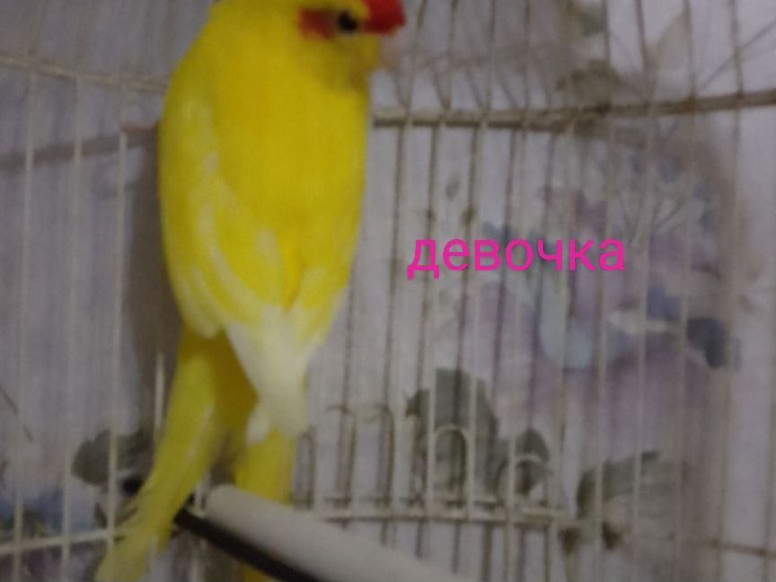 Попугай какарик