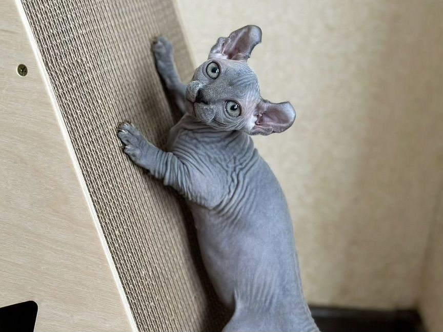 Котята сфинкс эльф двельф