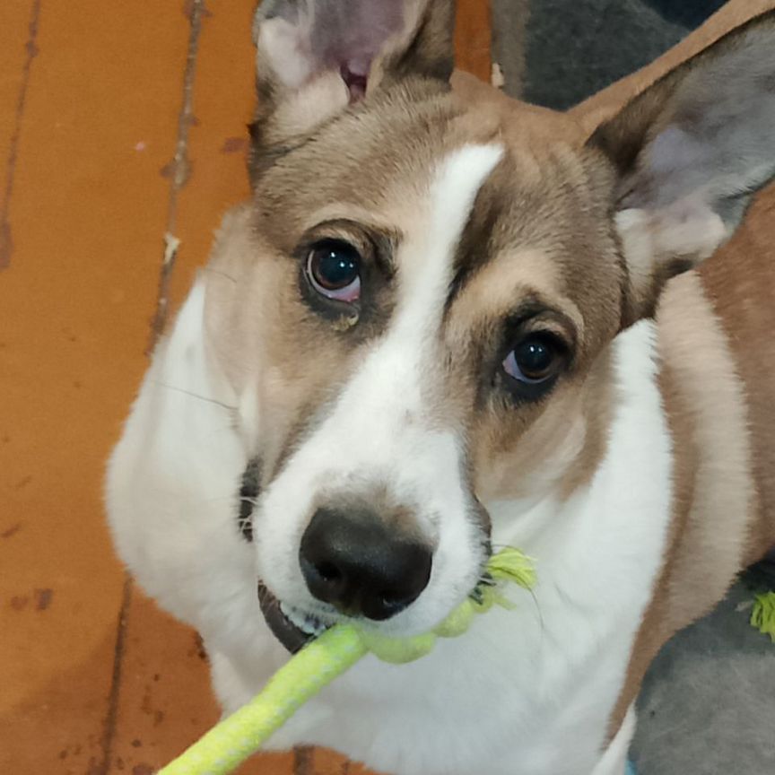 Взрослый пёс в добрые руки