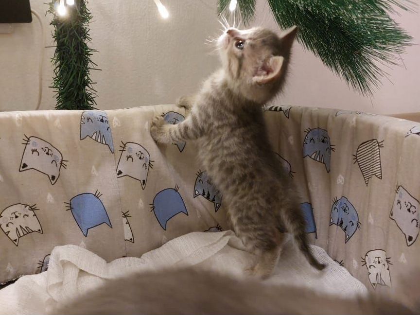 Шотландские прямоухие котята