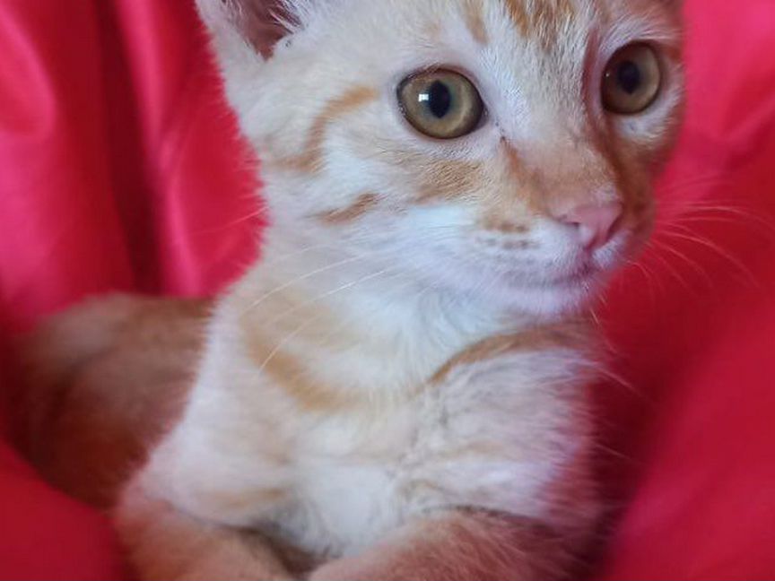 Золотой мальчик ищет дом