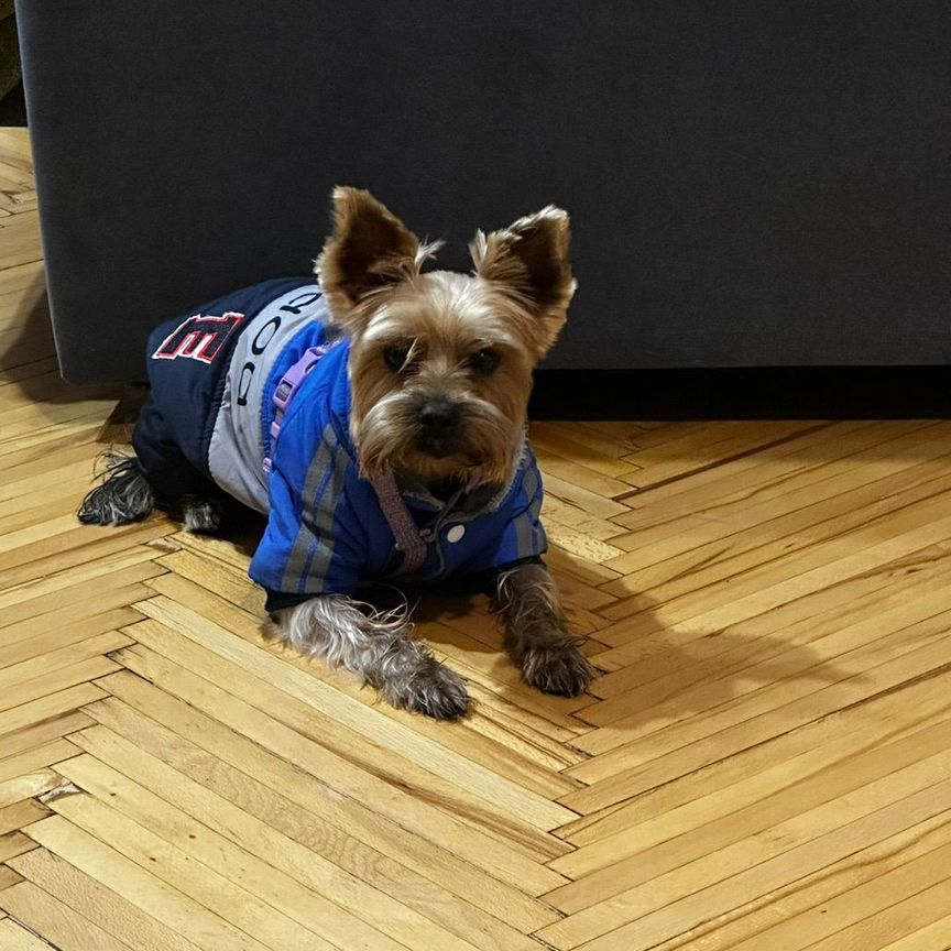 Йорширский Терьер Стандарт