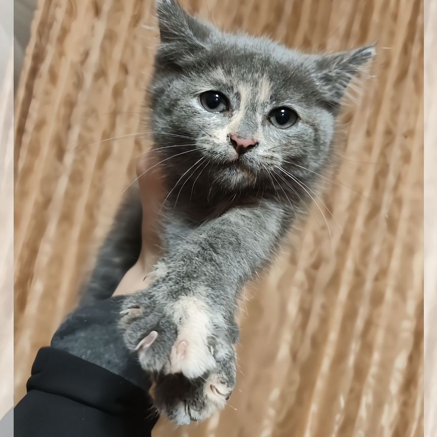 Котёнок в добрые руки