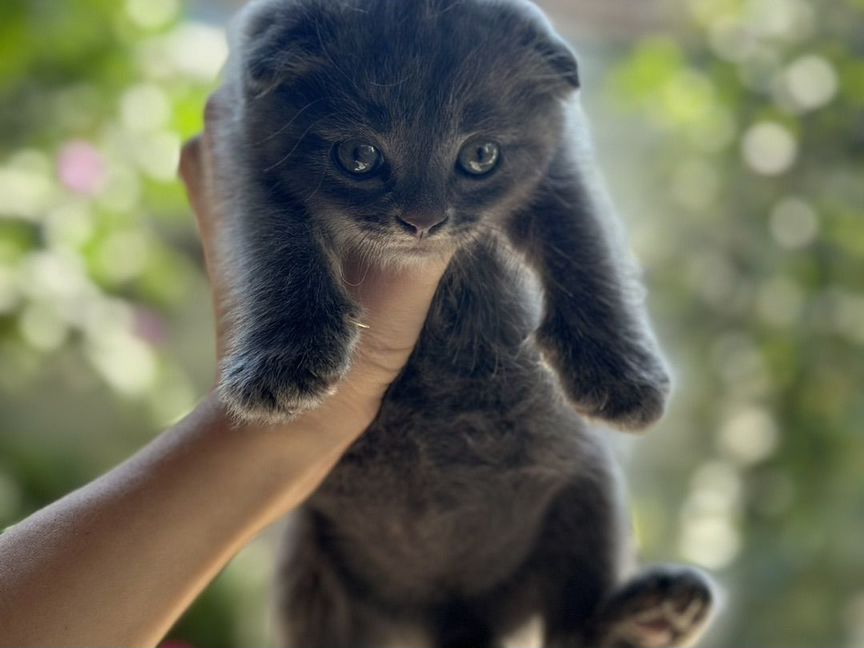 Вислоухий котенок ищет хозяев