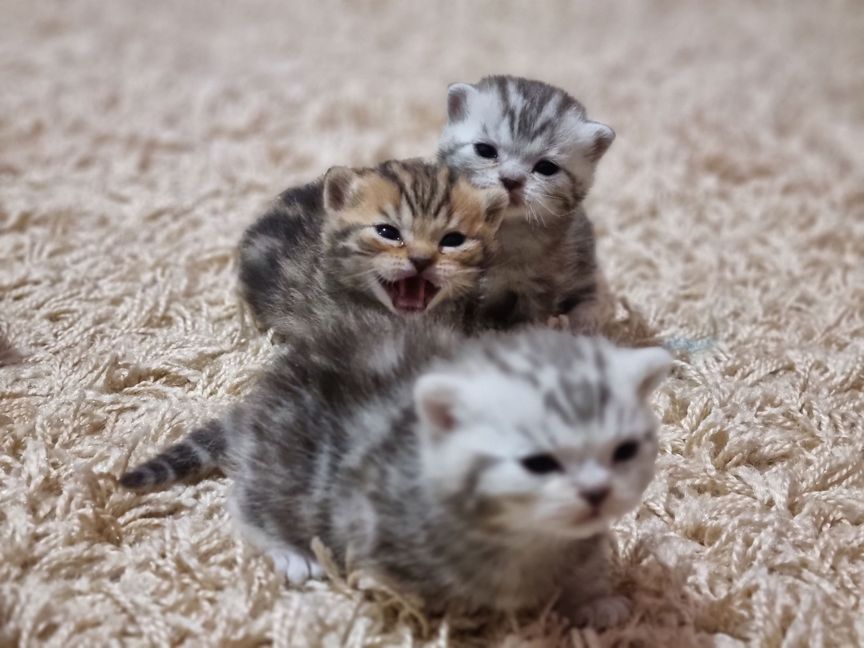 Шотладские вислоухие котята