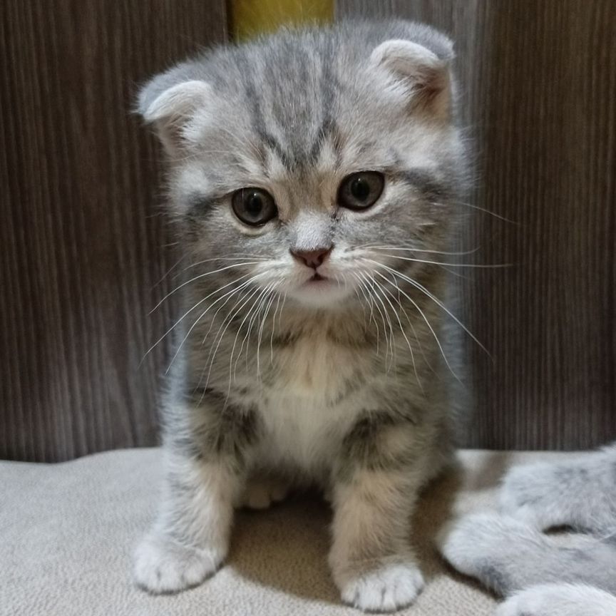 Шотландский вислоухий короткошёрстный котёнок