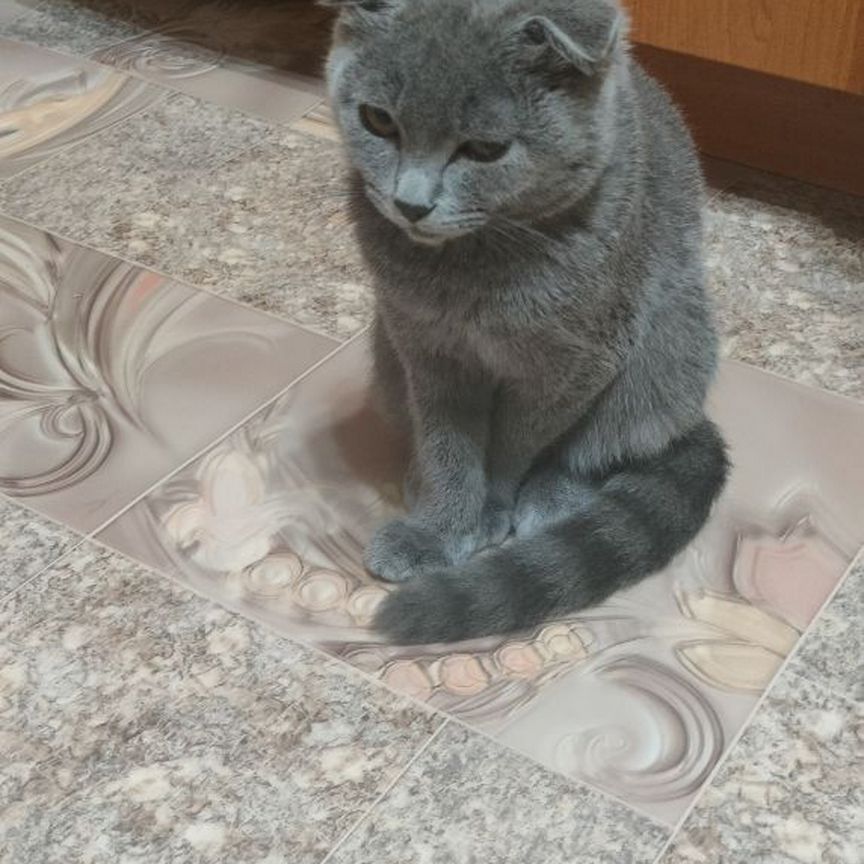 Найдена кошка