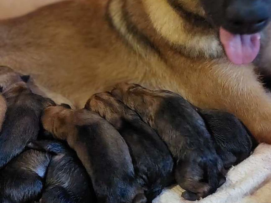 Щенки бельгийской овчарки малинуа