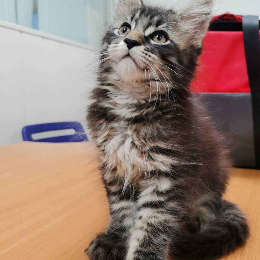 Мейн кун котята