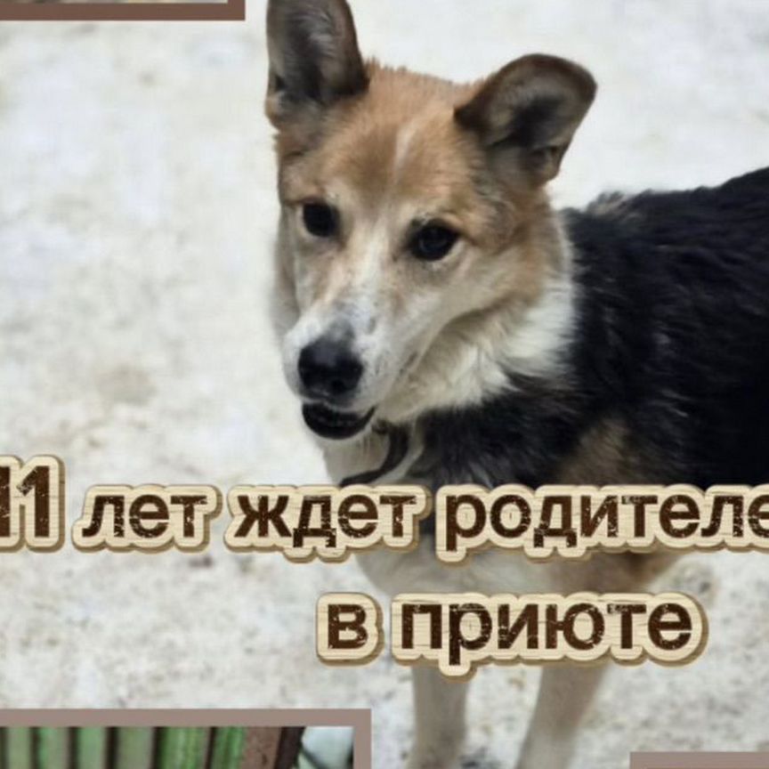 Взрослый пёс в добрые руки
