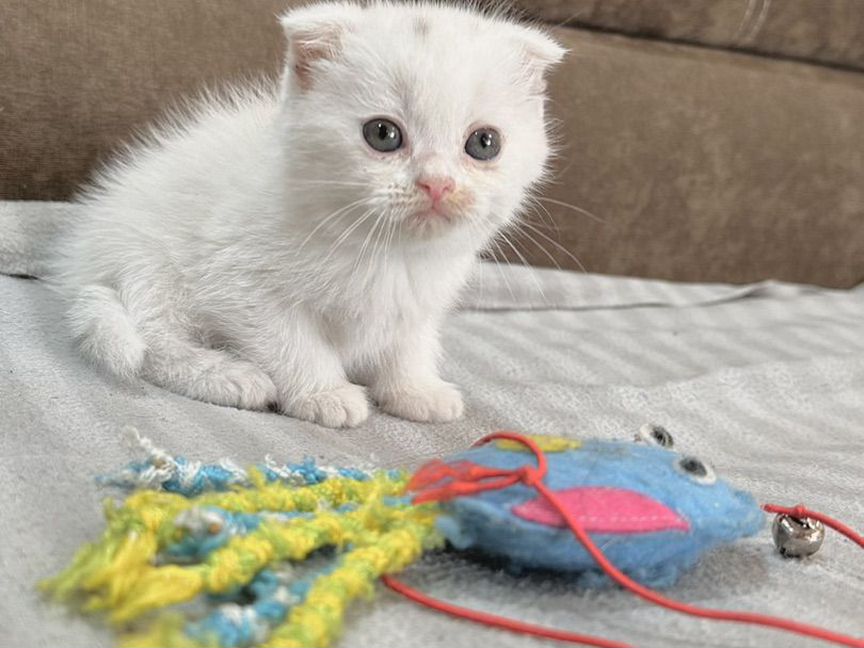 Шотландская вислоухая девочка