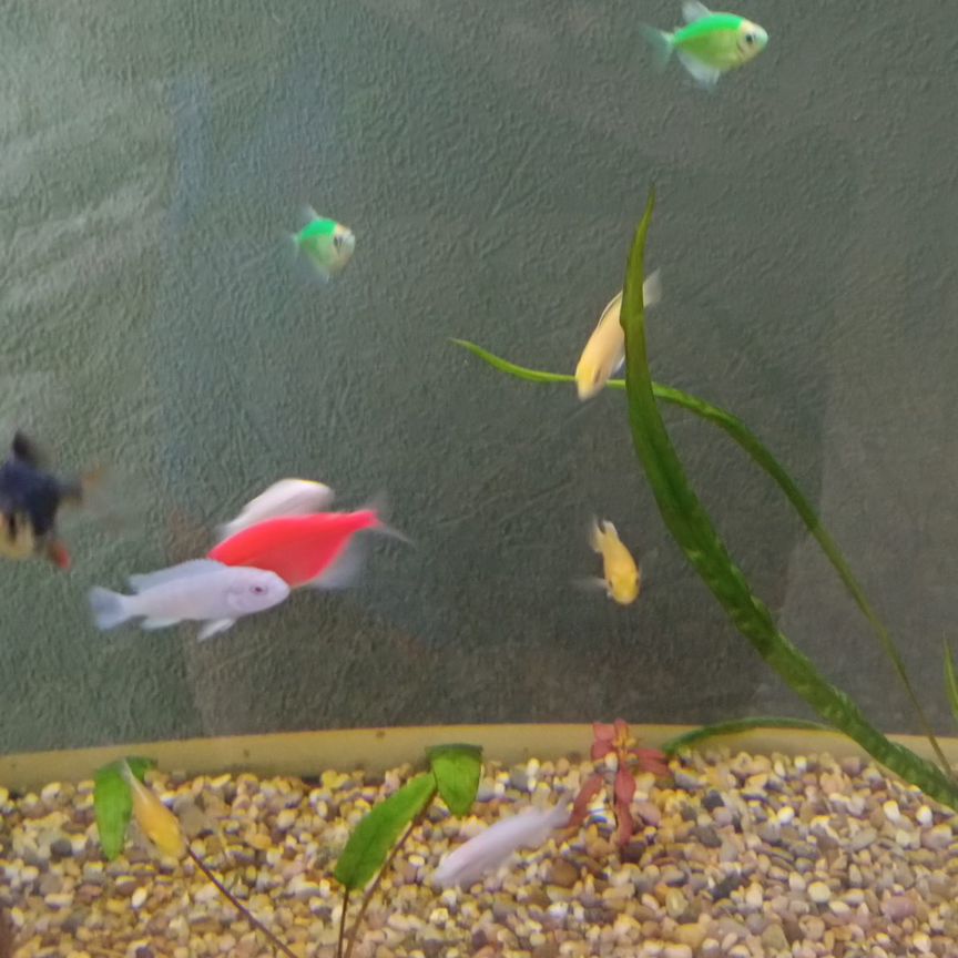 Обменяю тернеций на суматранский барбус