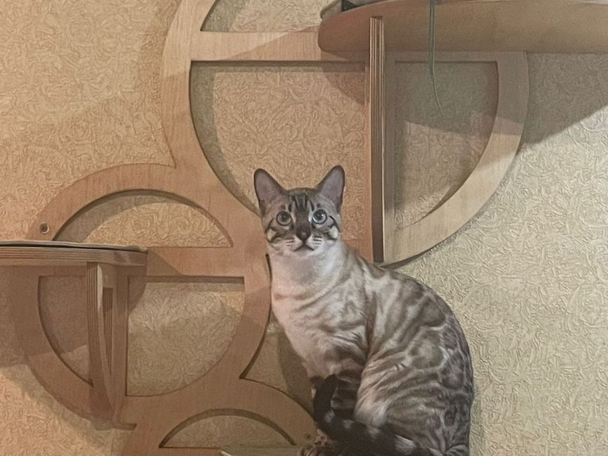Настенный комплекс для кошек