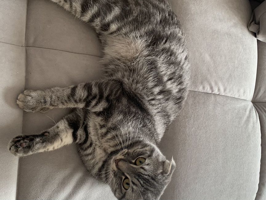 Шотландский вислоухий кот