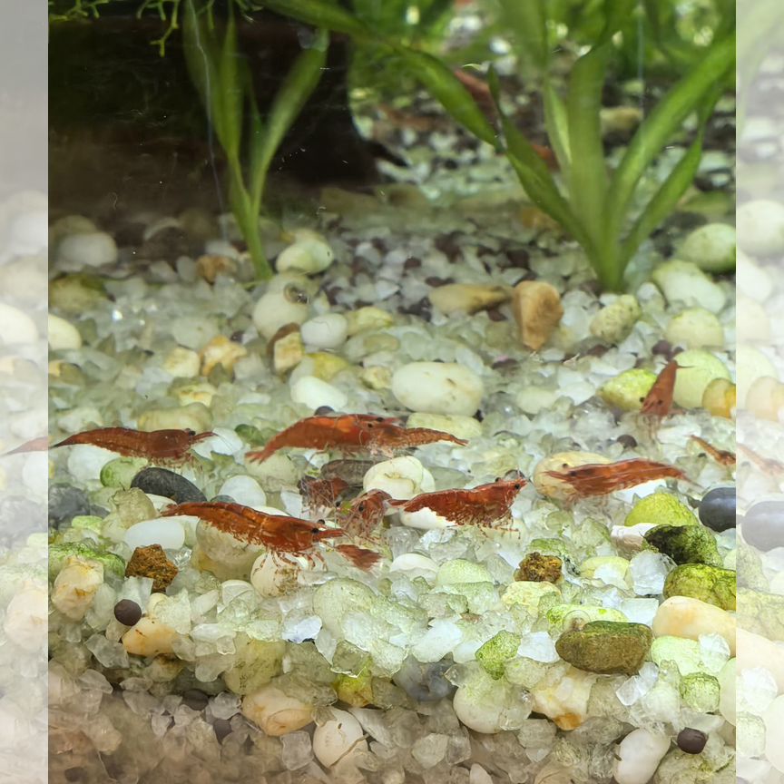 Аквариумные креветки вишня