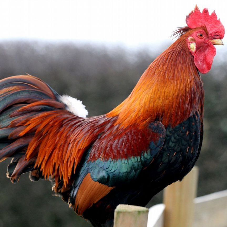 Куры петухи