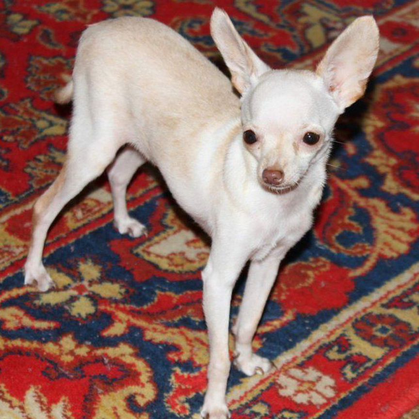 Русский той-терьер, взрослая собака