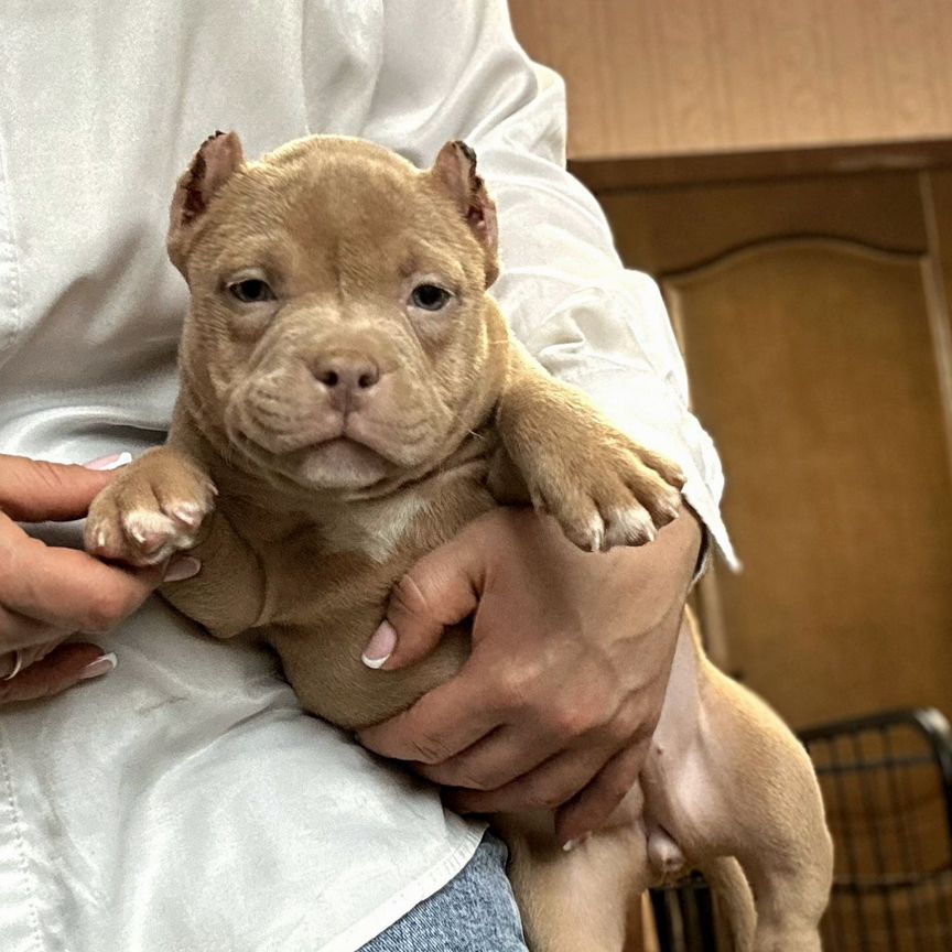 Щенки американского булли