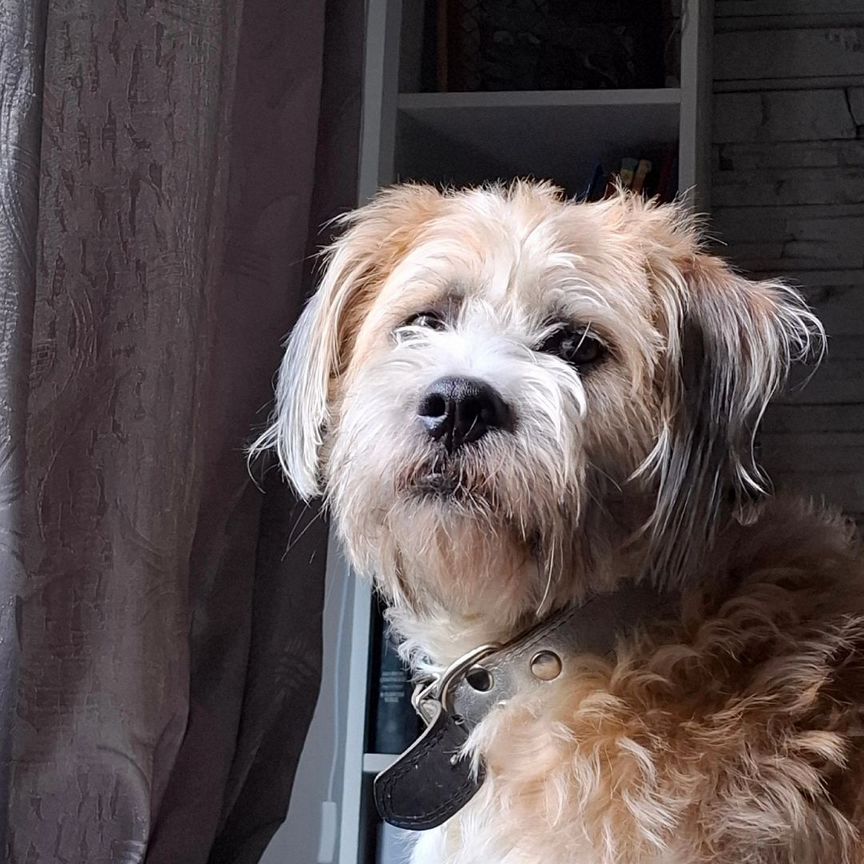 Собака в добрые руки