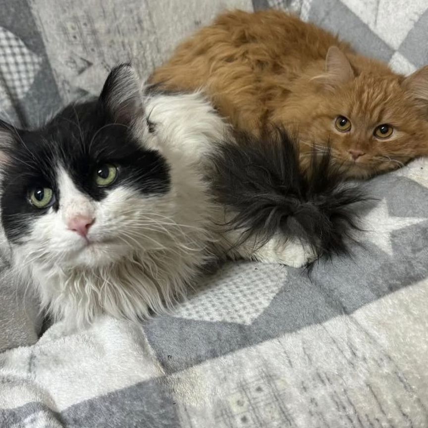 Добрые котики ищут дом