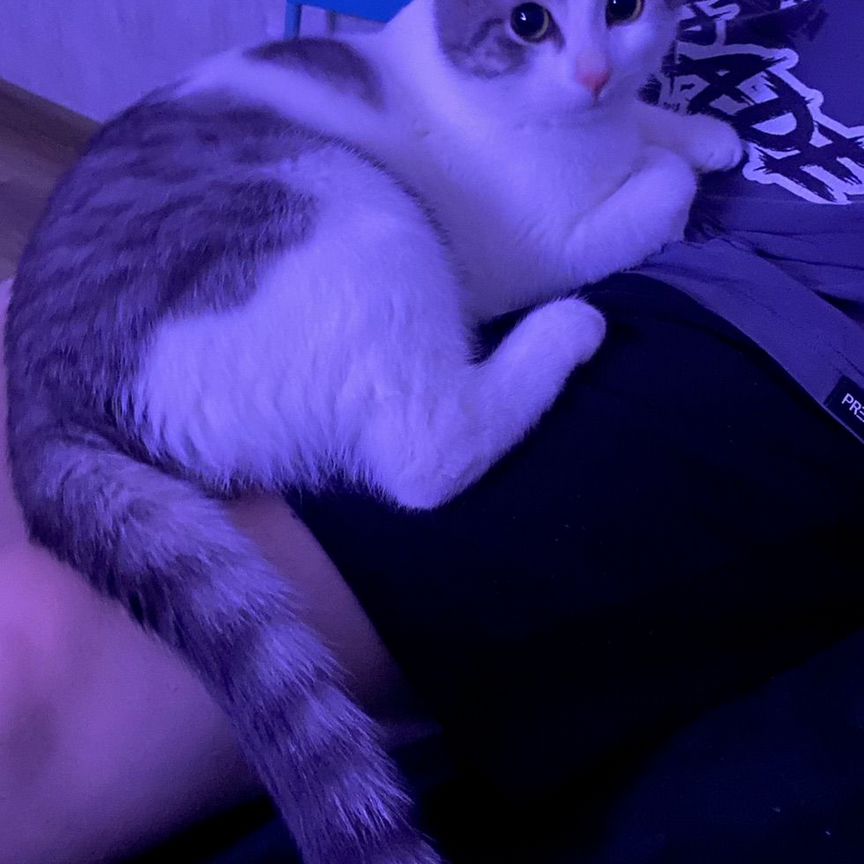 Кот в добрые руки 6 месяцев