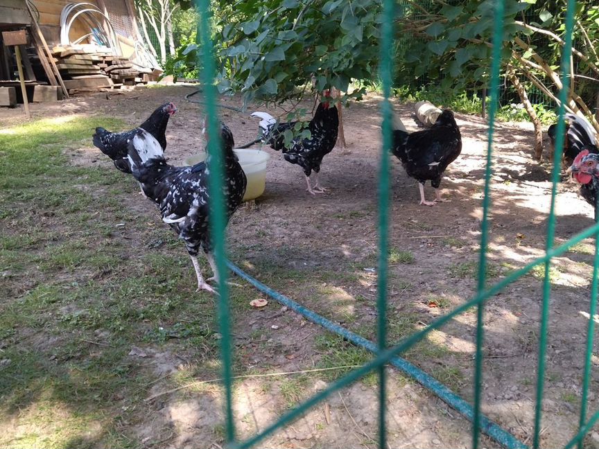 Молодые петухи