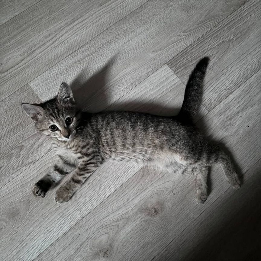 Котенок в добрые руки