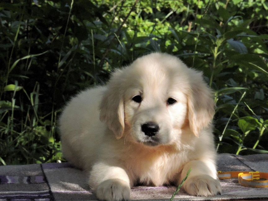 Золотистый ретривер