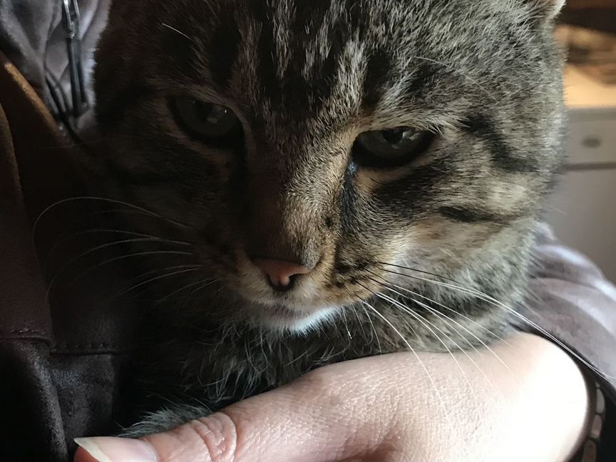 Отдам в добрые руки