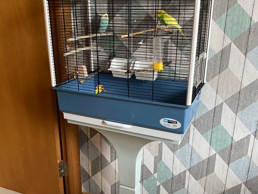 Волнистые попугаи с клеткой