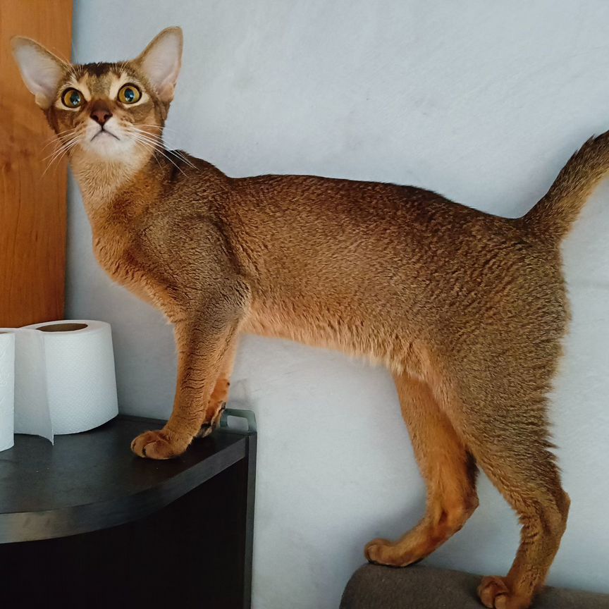 Абиссинская, взрослая кошка