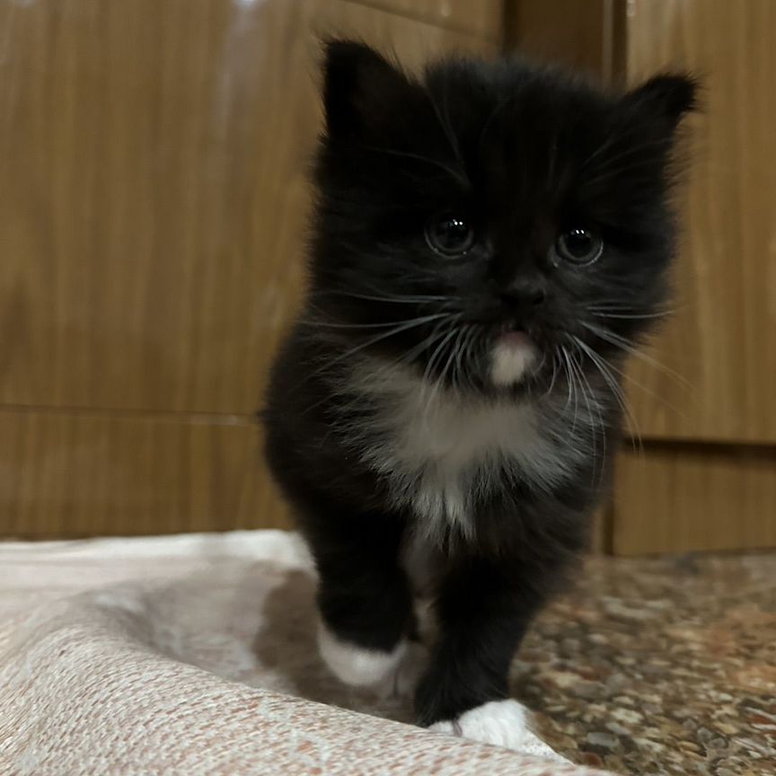 Котенок в добрые руки