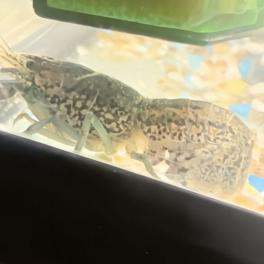 мраморные раки