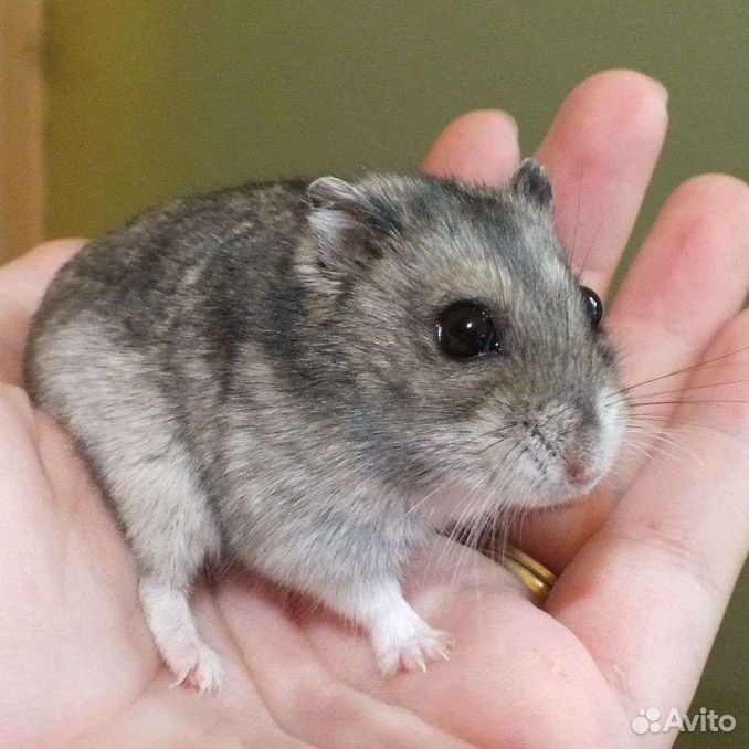 Джунгарский хомяк маленький