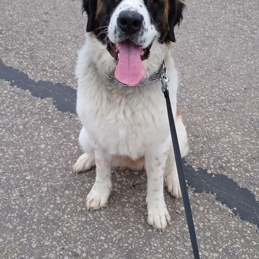 Московская сторожевая