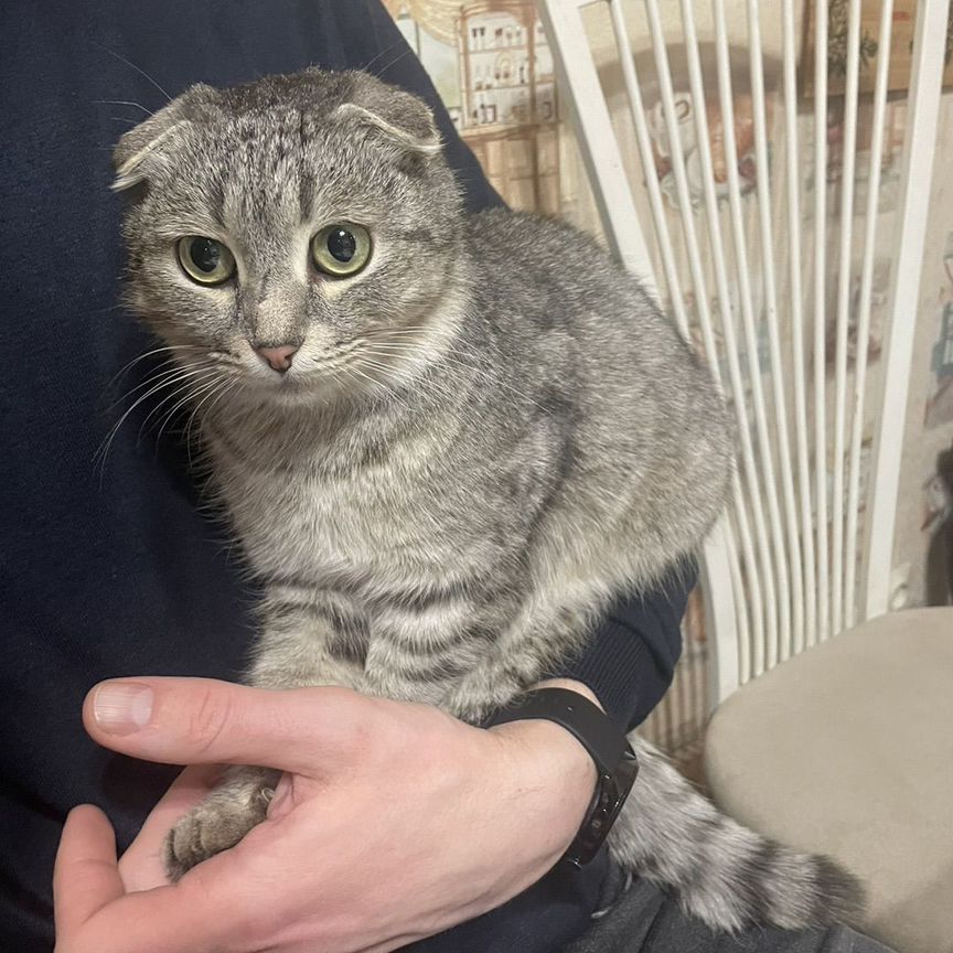 Кошка серая вислоухая
